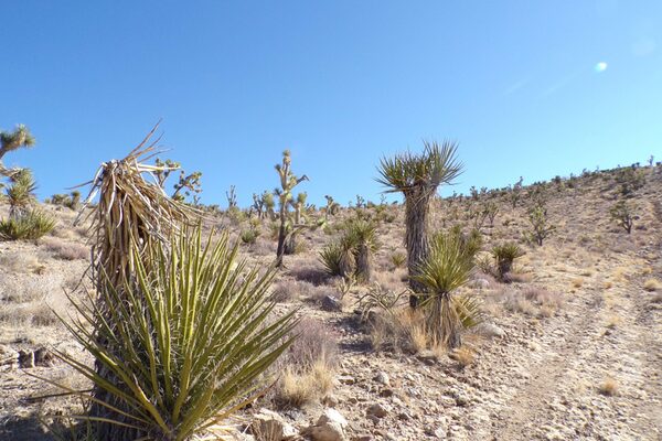 Dolan Springs, Arizona 86441 Land for Sale | Landmodo