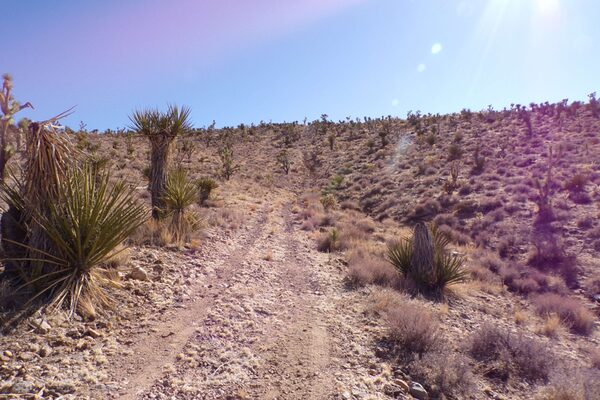 Dolan Springs, Arizona 86441 Land for Sale | Landmodo