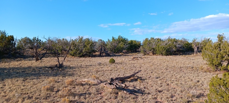 Sanders, Apache County, AZ, 86502 Land for Sale | Landmodo