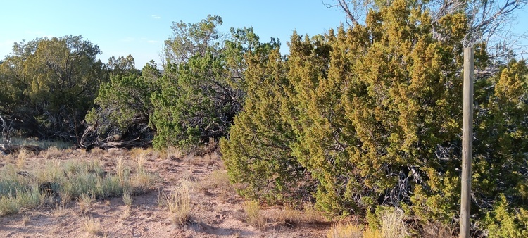 Sanders, Apache County, AZ, 86502 Land for Sale | Landmodo