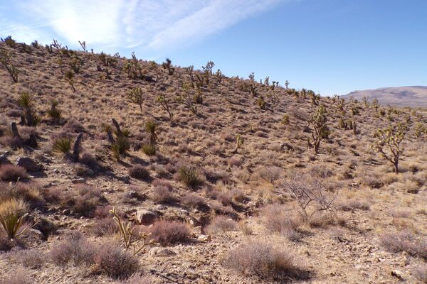 Dolan Springs, Arizona 86441 Land for Sale | Landmodo