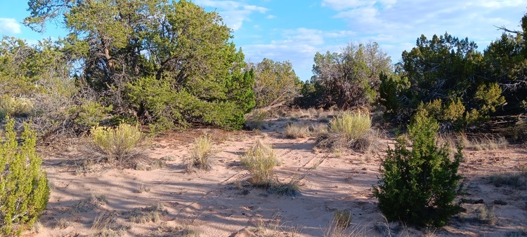 Sanders, Apache County, AZ, 86502 Land for Sale | Landmodo