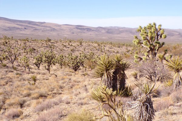 Dolan Springs, Arizona 86441 Land for Sale | Landmodo