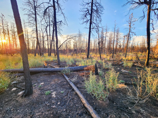 Elk Ln, Bonanza, OR 97623 Land for Sale | Landmodo