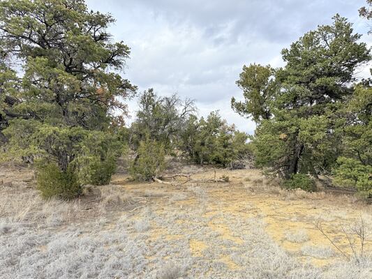 Soaring Hawk Lane, Pinehill, NM Land for Sale | Landmodo