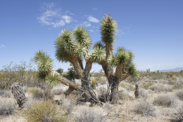 Mohave County, Arizona Land for Sale | Landmodo