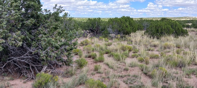 Sanders, AZ Land for Sale | Landmodo