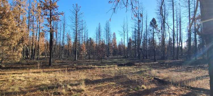 Hummingbird Dr, Oregon 97623, USA Land for Sale | Landmodo