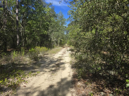 Carrie Way Land for Sale | Landmodo